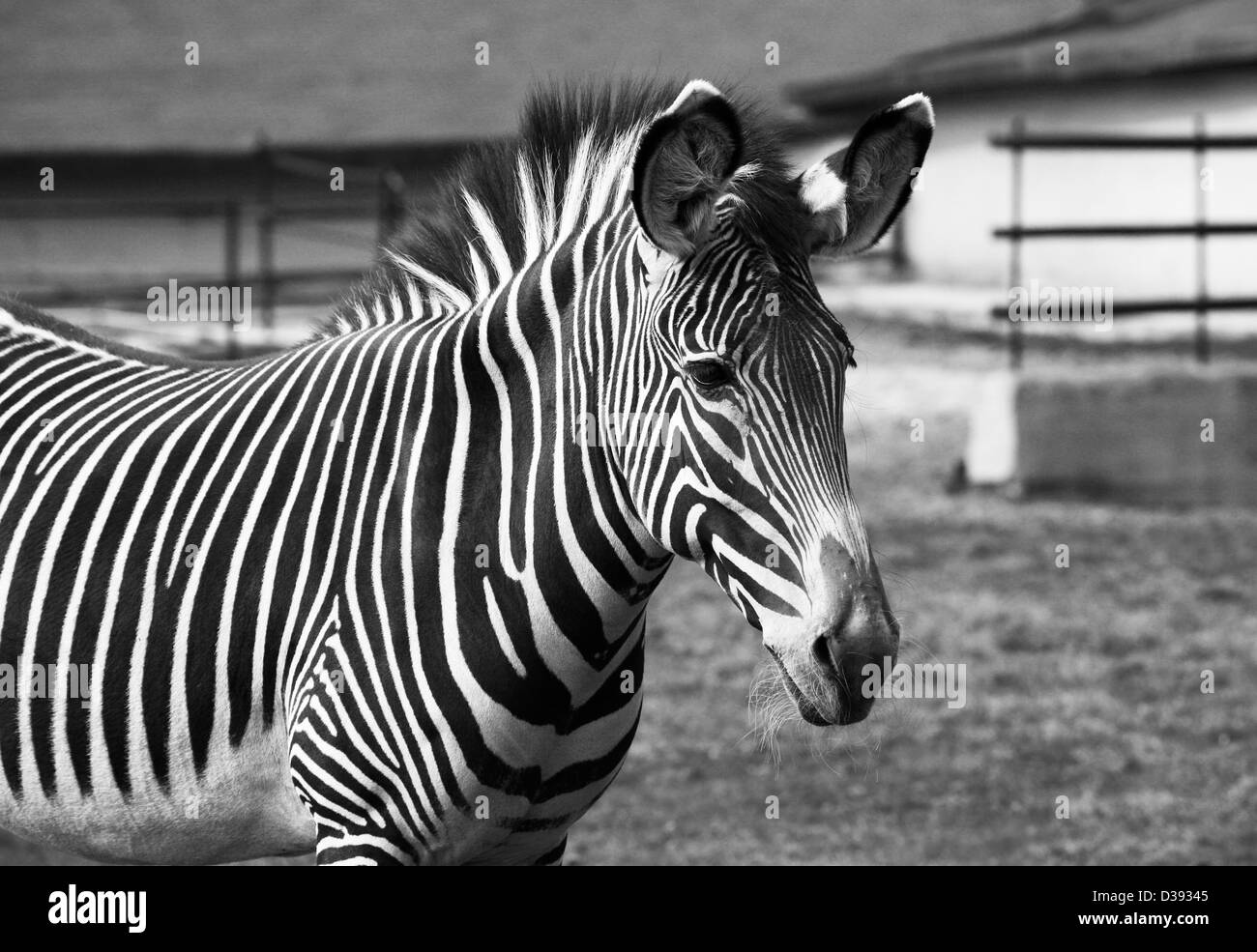 Portrait of a sad zebra in zoo Stock Photo - Alamy