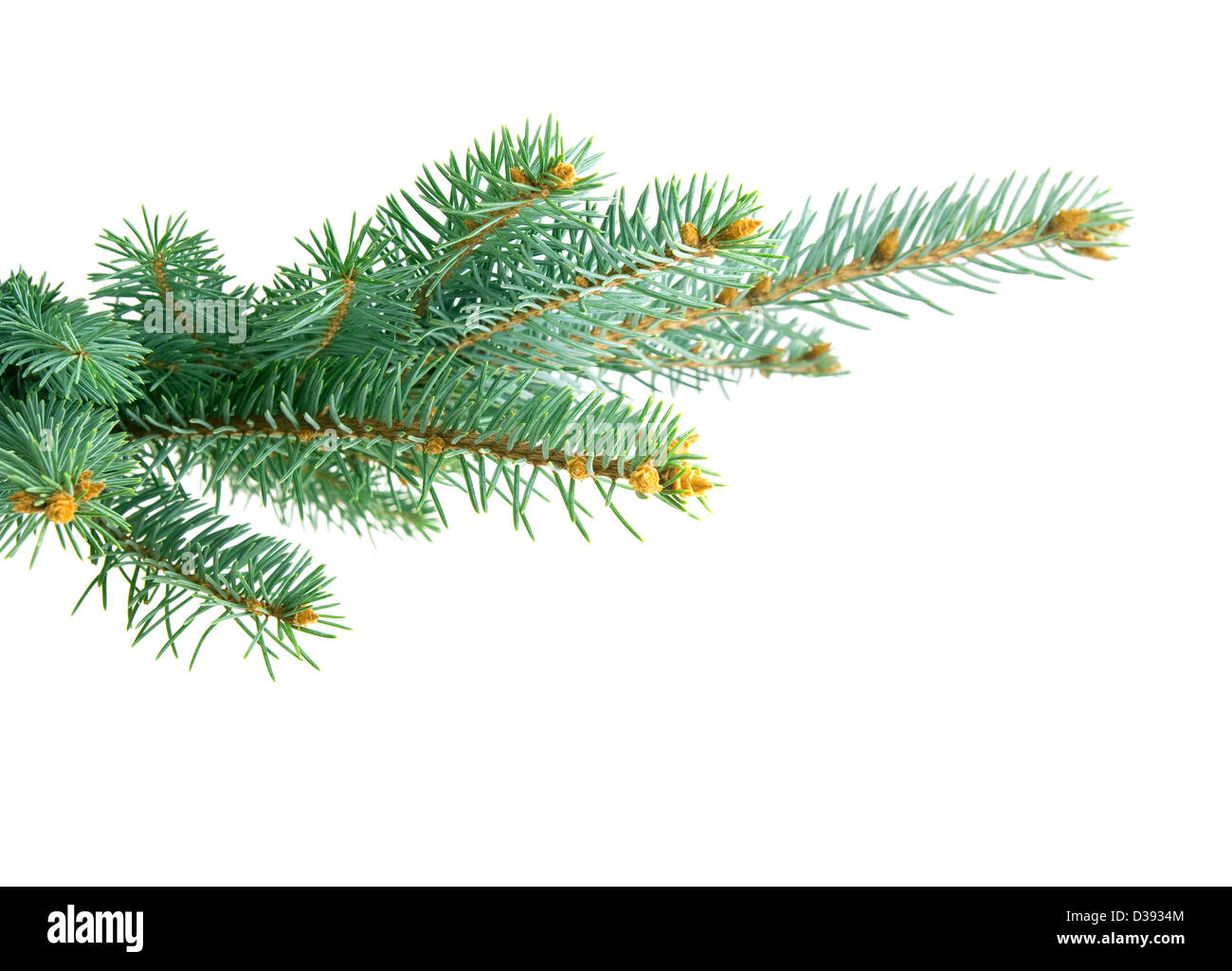 fir branch isolated on white background Stock Photo - Alamy