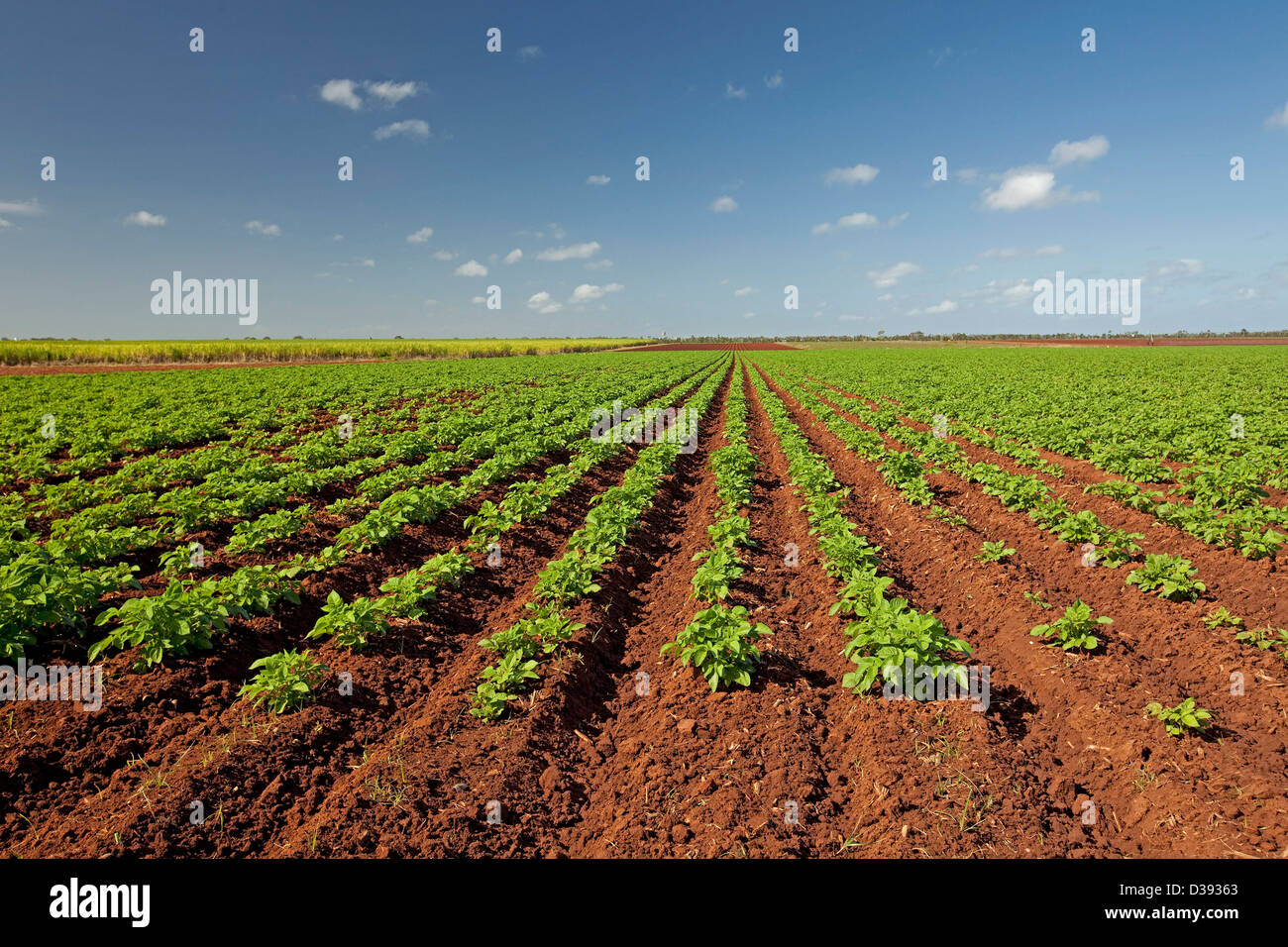 Rows of potatoes with vivid emerald foliage growing on a farm with ...
