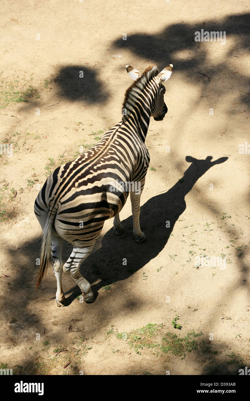 Sad zebra with the shadow Stock Photo - Alamy