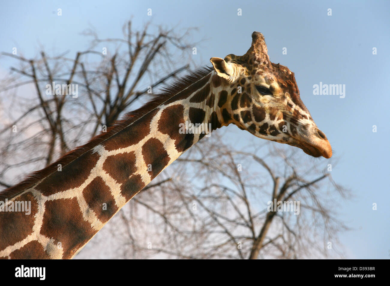 Sad giraffe hi-res stock photography and images - Alamy