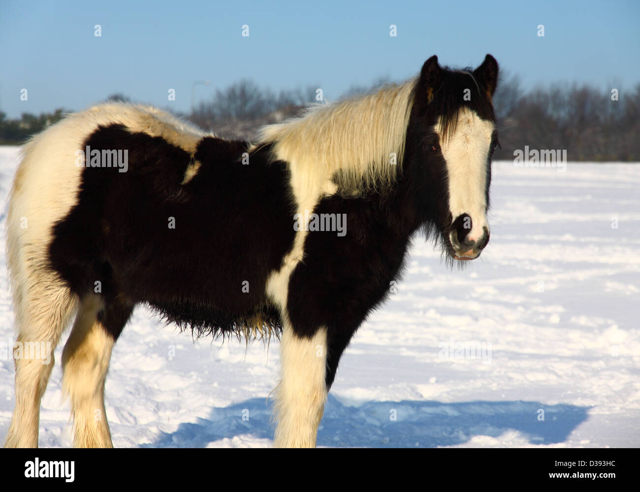 Different horse stables hi-res stock photography and images - Alamy