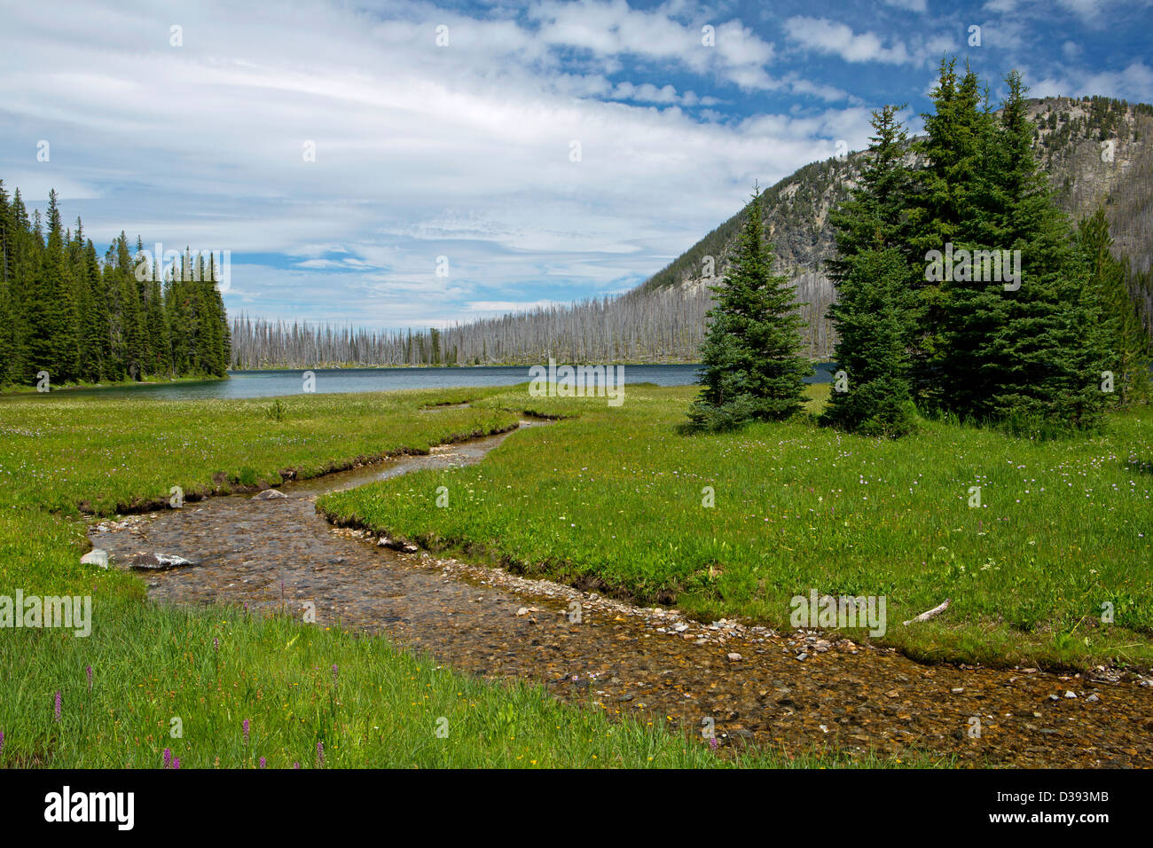 A creek and meadow near Johnson Lake in the Anaconda Pintler Wilderness ...
