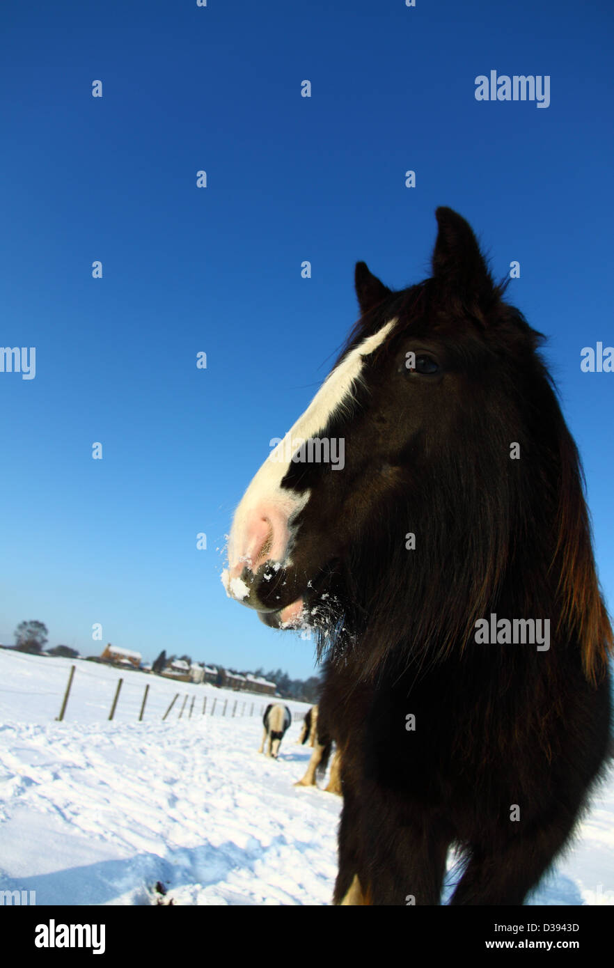 Different horse stables hi-res stock photography and images - Alamy