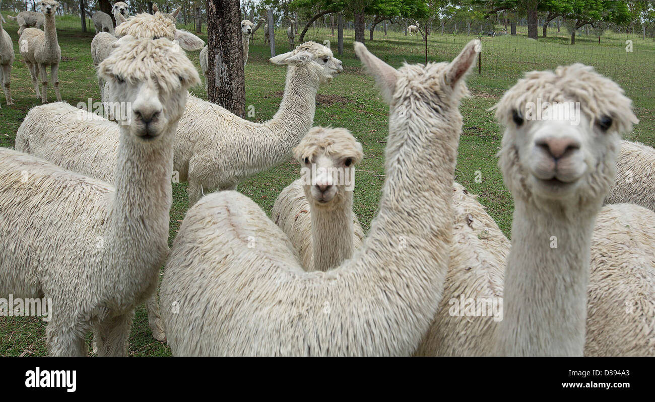 Funny australian animals hi-res stock photography and images - Alamy