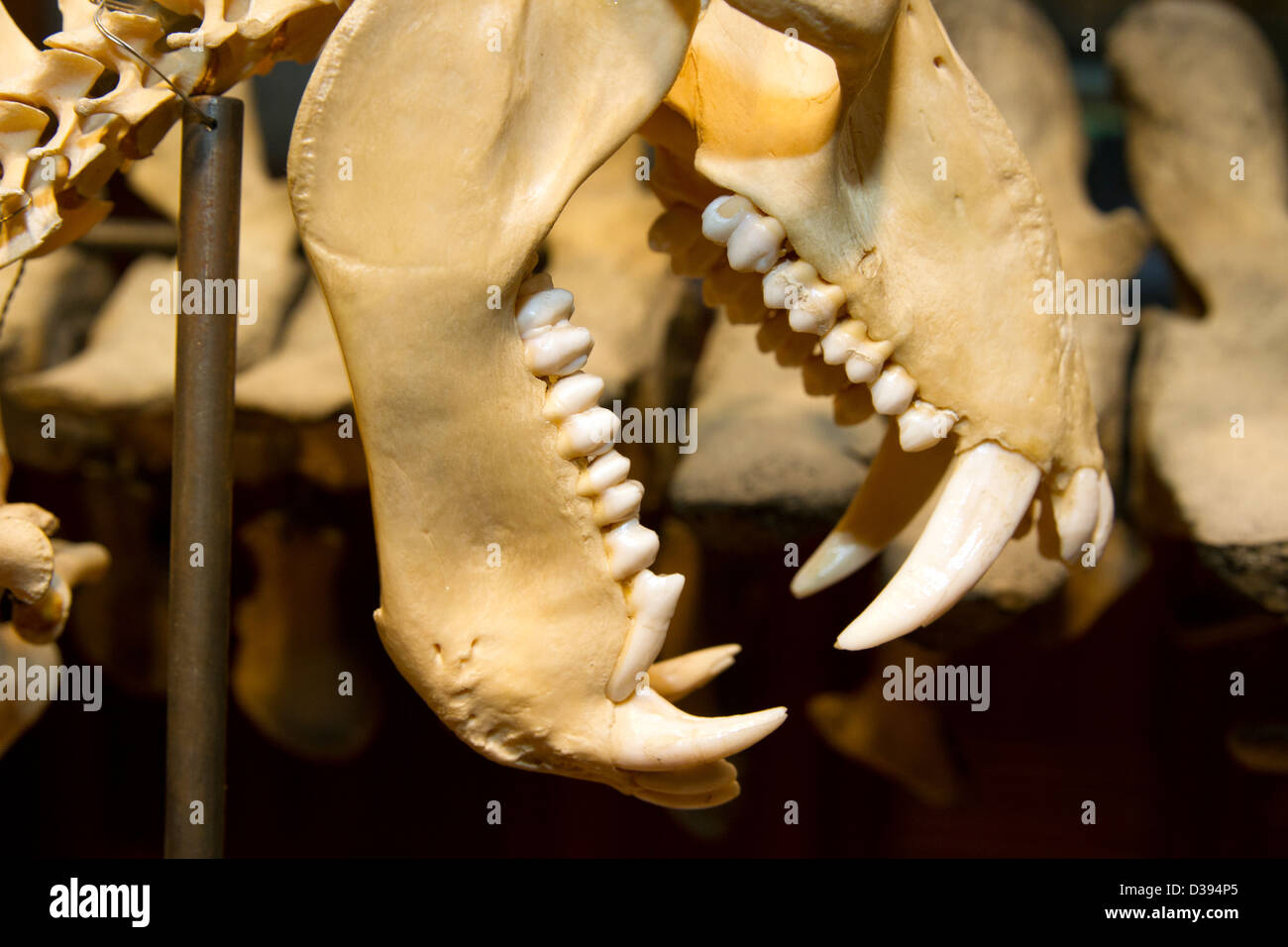 Tiger skull hi-res stock photography and images - Alamy
