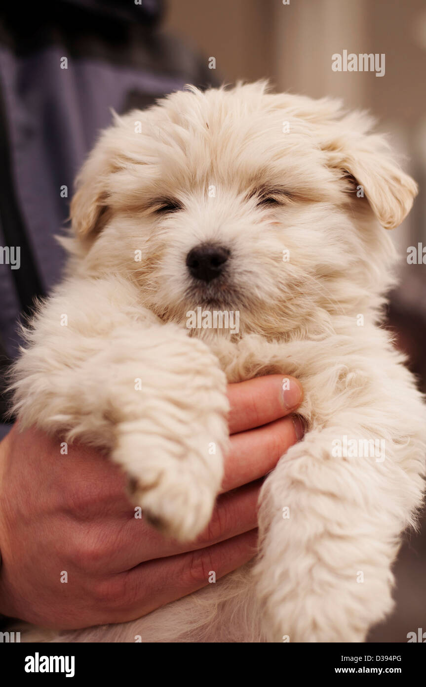 Cute guy with puppy hi-res stock photography and images - Alamy