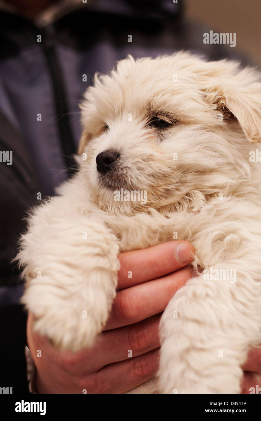 Cute guy with puppy hi-res stock photography and images - Alamy