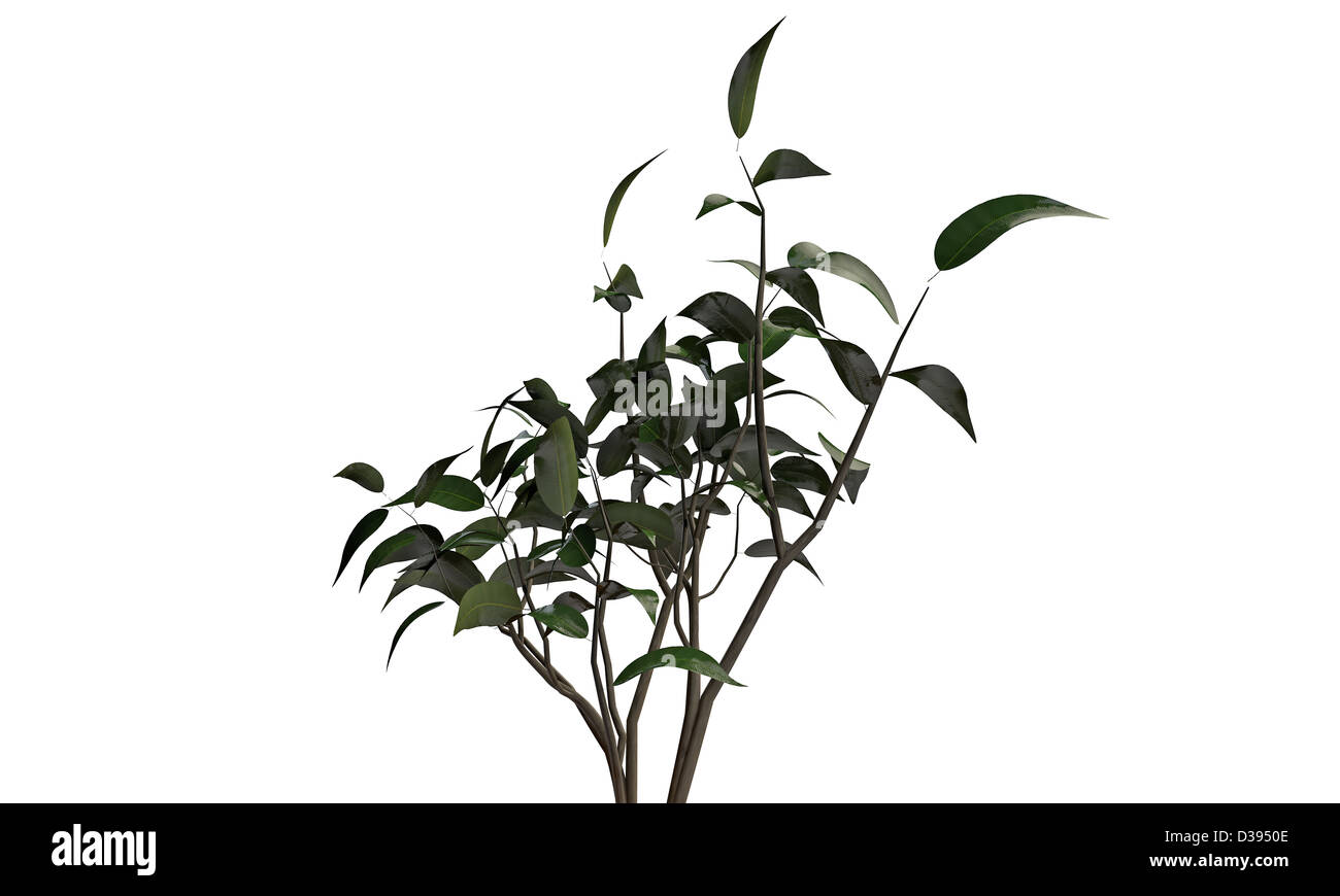 small plant isolated on white background Stock Photo - Alamy