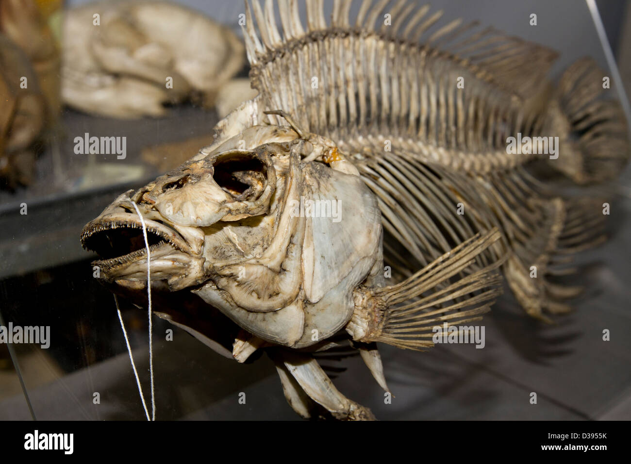 Fish skeletons hi-res stock photography and images - Alamy