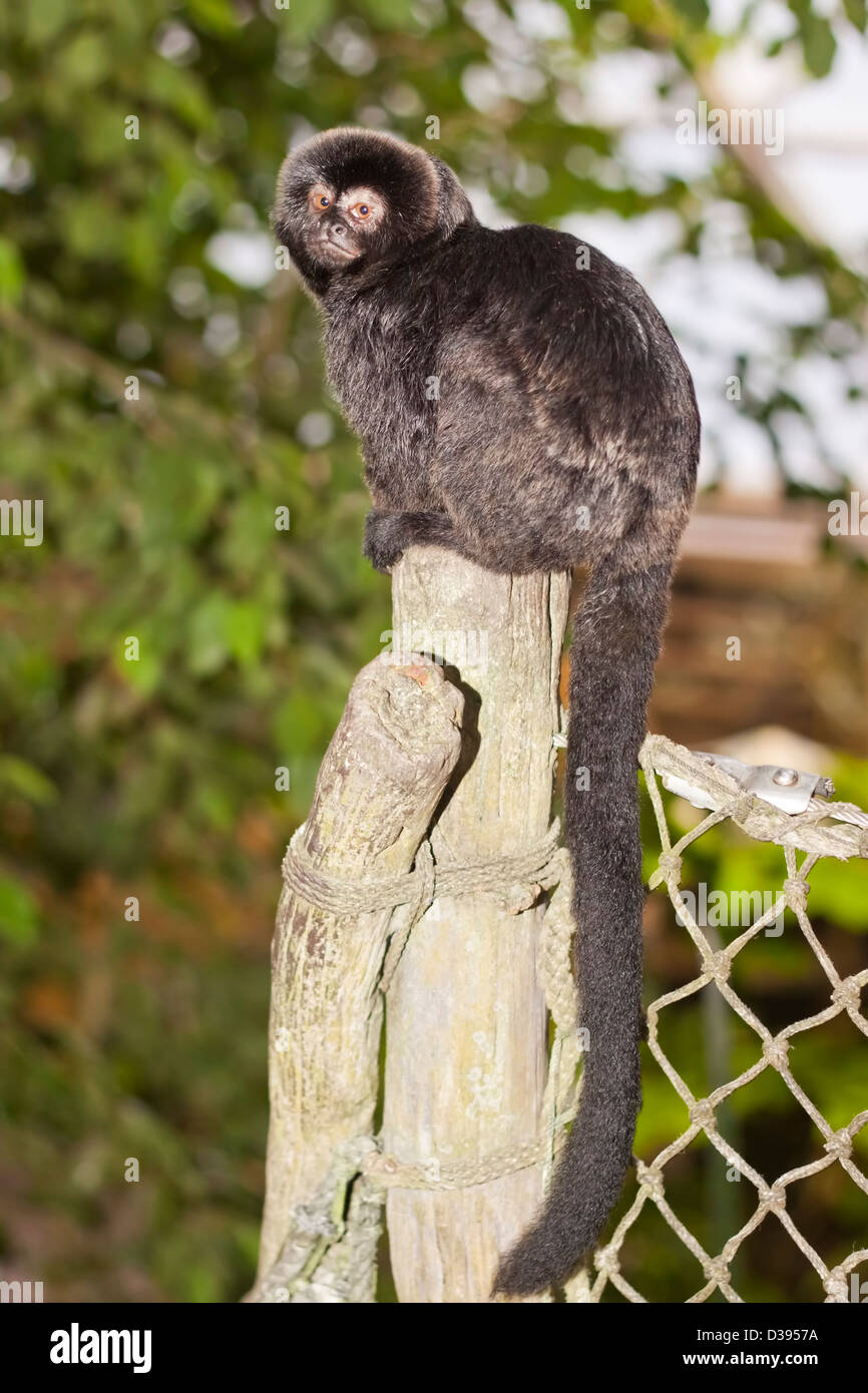 Goeldi's marmoset or Goeldi's monkey (Callimico goeldii Stock Photo - Alamy