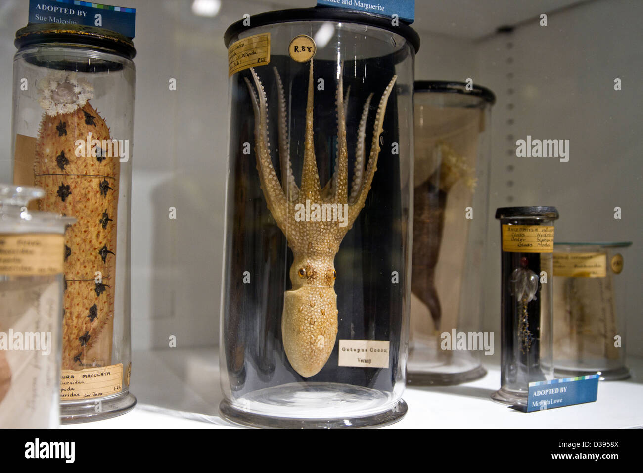 Octopus in formaldehyde Stock Photo - Alamy