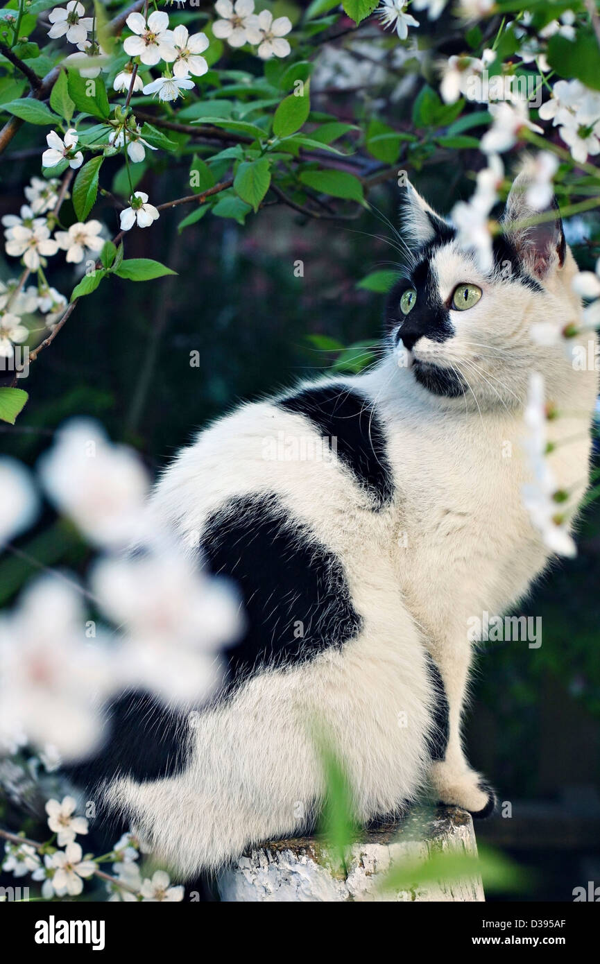 Domestic cat cherry tree hi-res stock photography and images - Alamy