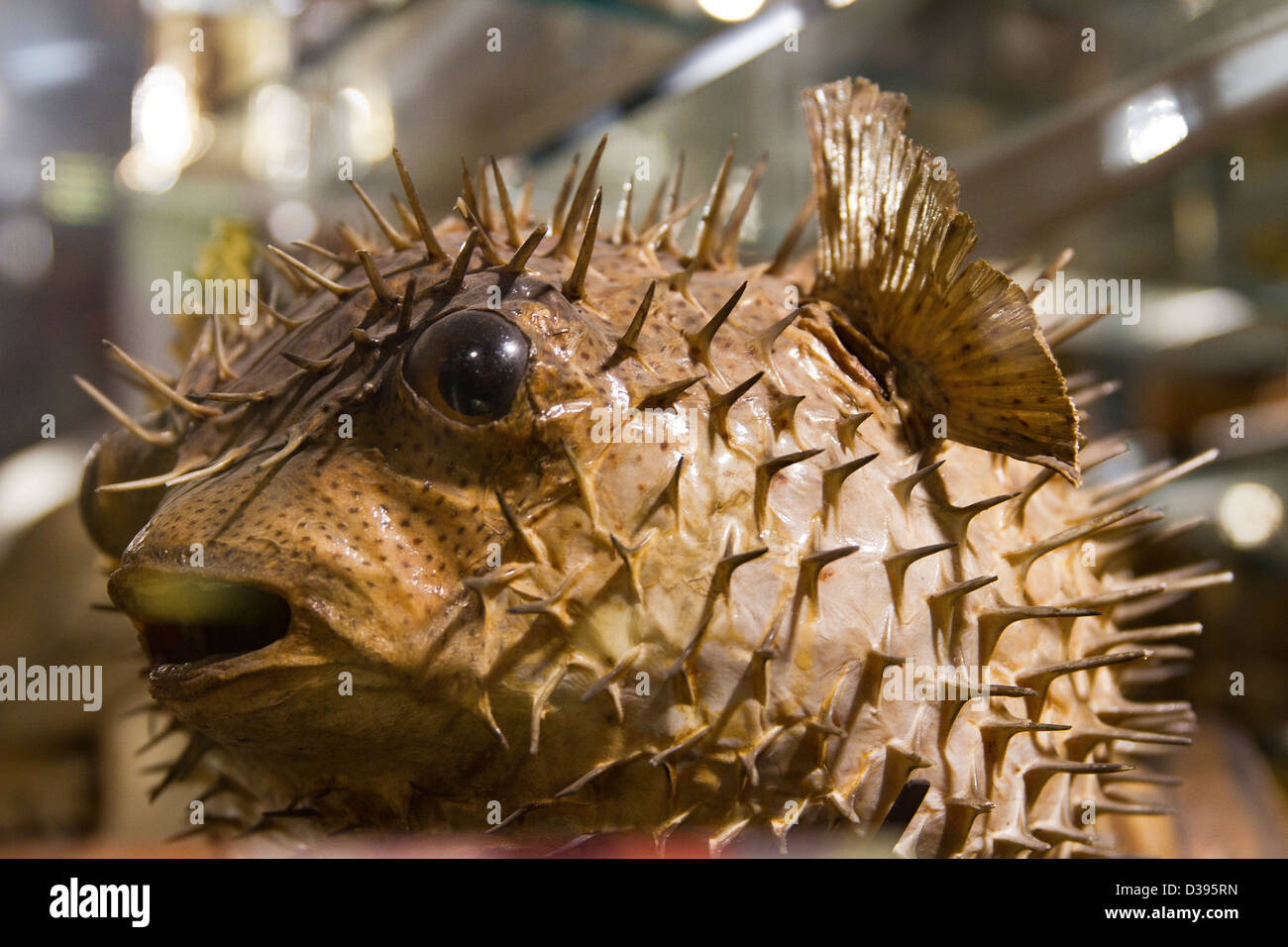 Preserved Porcupine Fish Stock Photo - Alamy