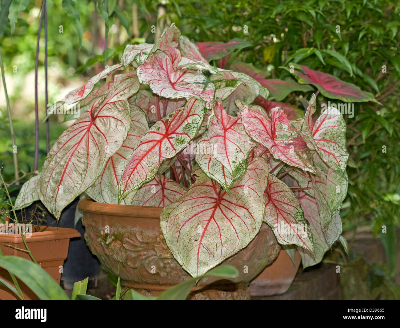 Shade garden container High Resolution Stock Photography and Images - Alamy
