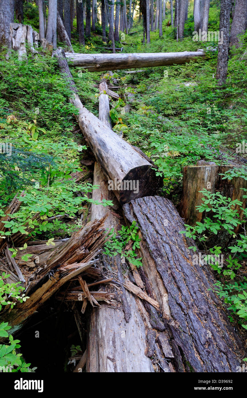 Windblown trees hi-res stock photography and images - Alamy
