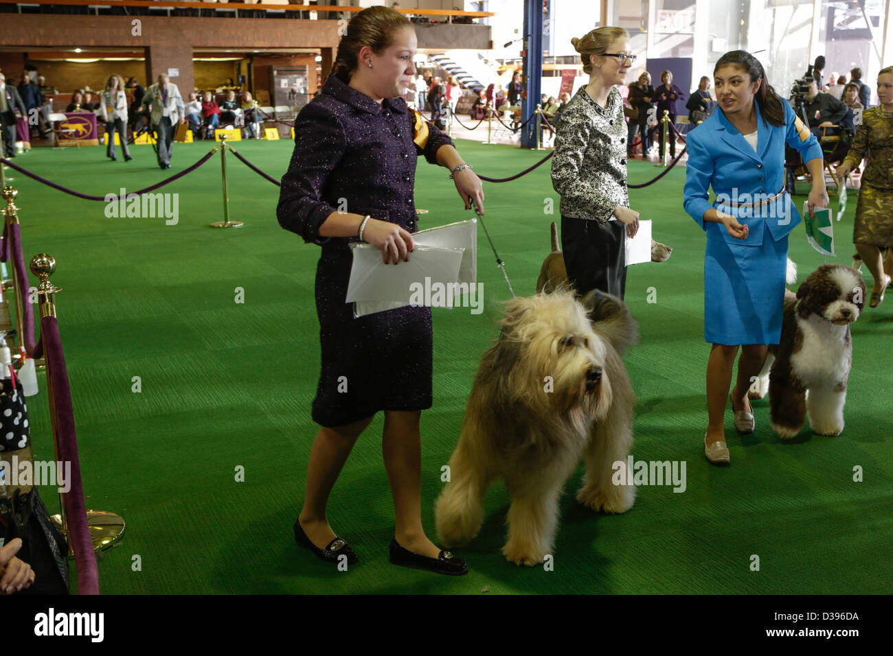 New York City, US, 12 February 2013. Cagney, a Briard, learns of his ...