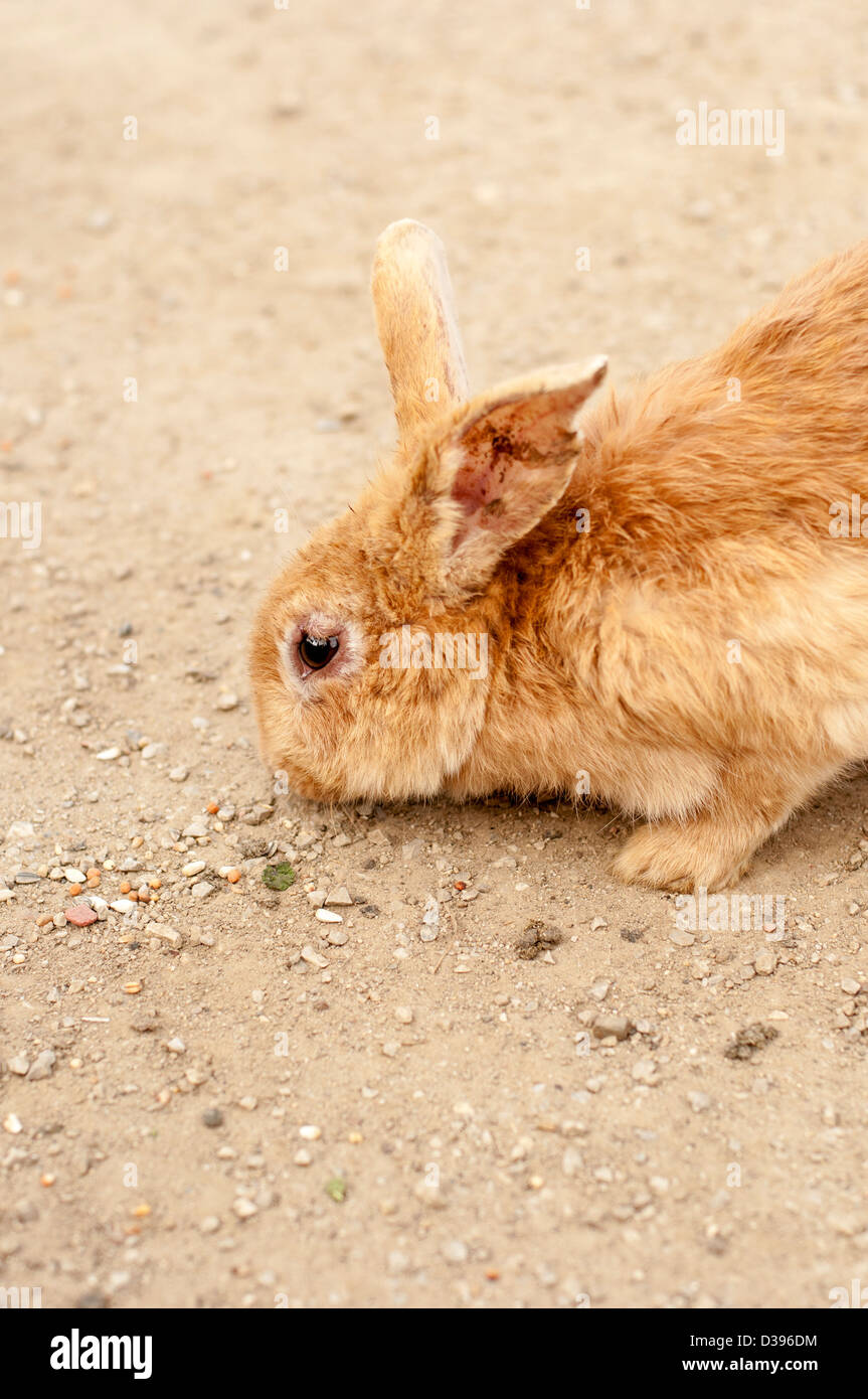Hairy hare hi-res stock photography and images - Alamy