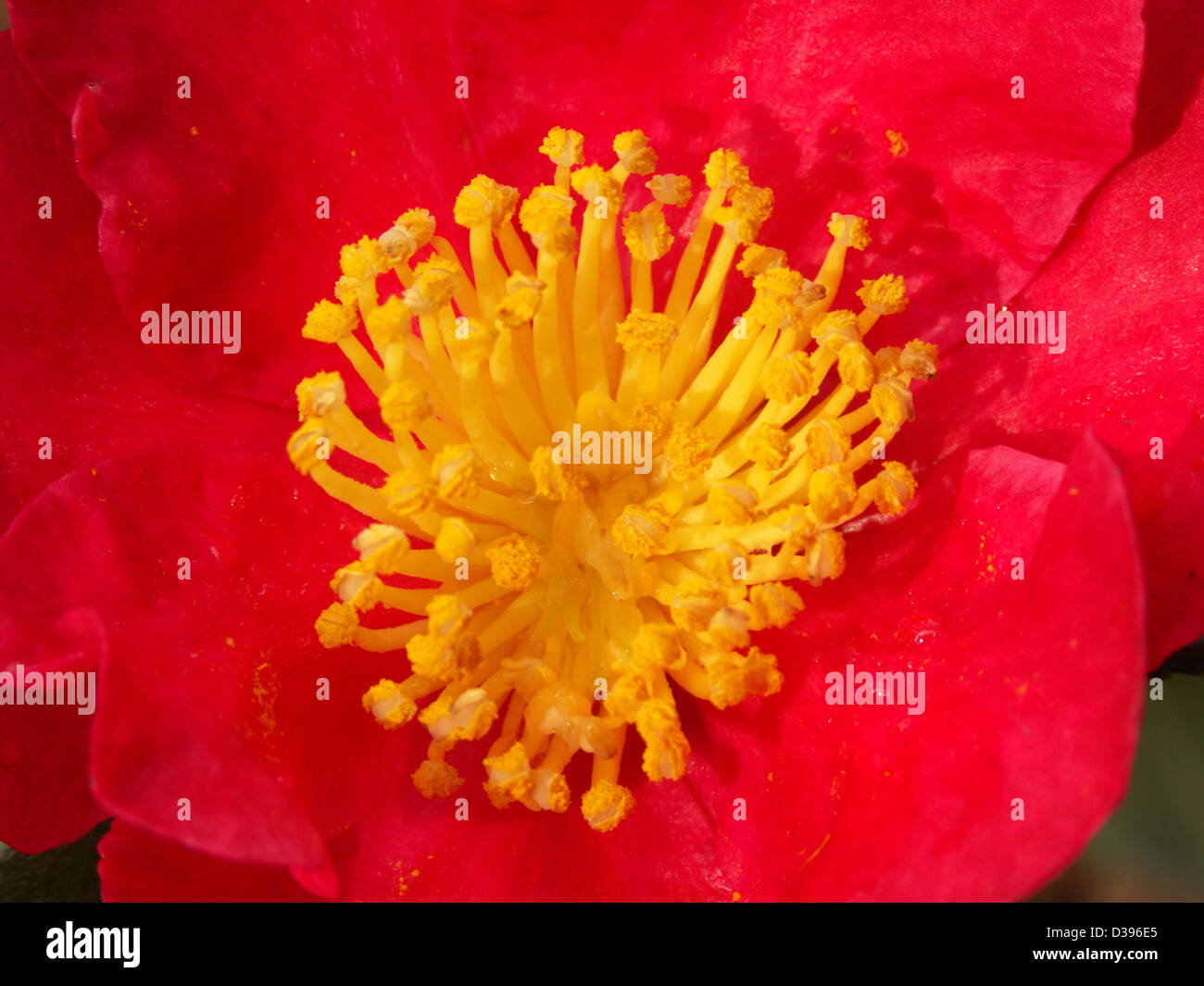 Close up of bright red flower of Camellia sasanqua cultivar 'Yuletide ...