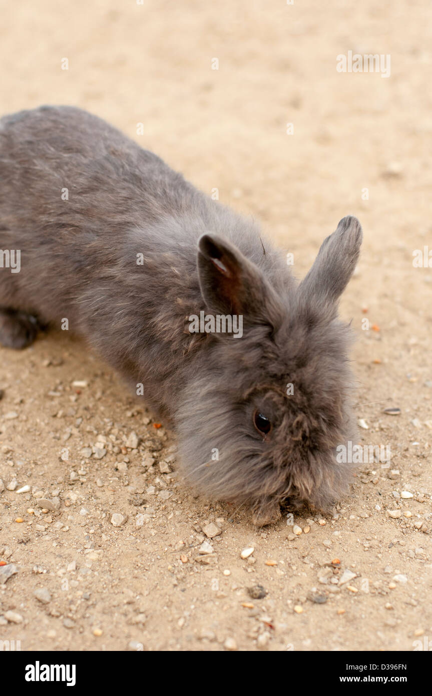 Zoo bunny hi-res stock photography and images - Alamy