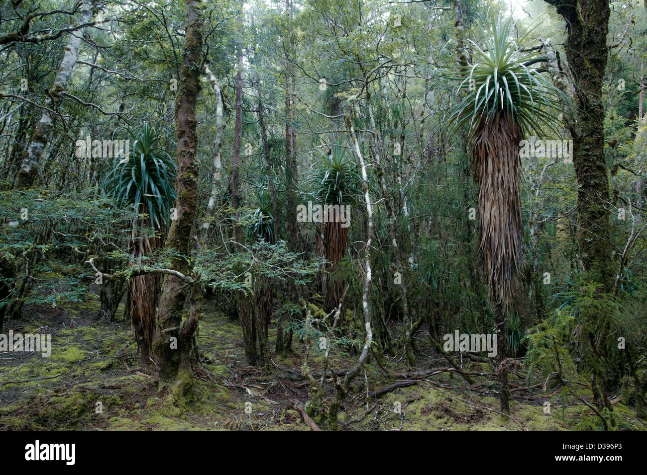 Pandani trees, temperate rainforest in Tasmania, Australia Stock Photo ...