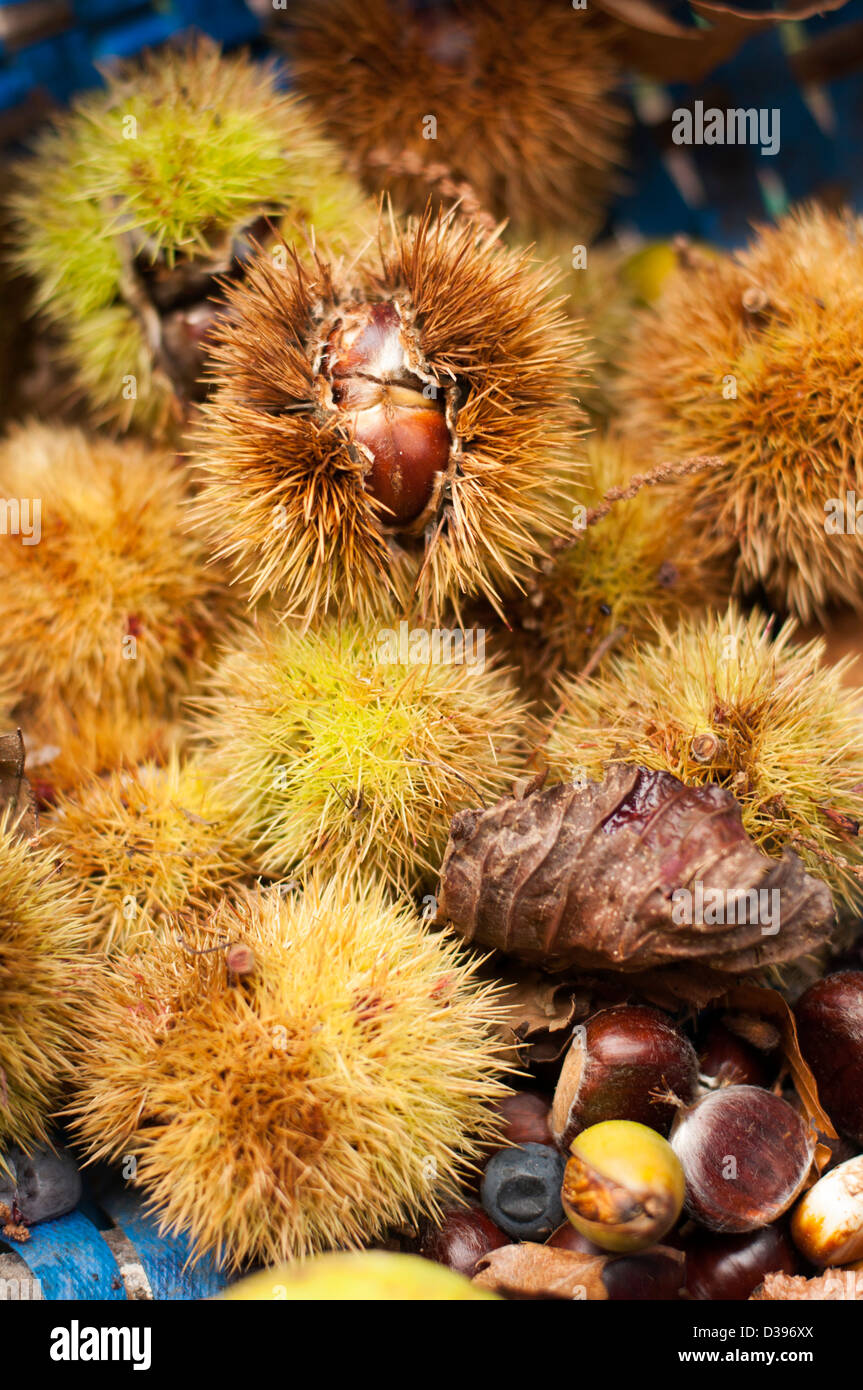 Spiny burr hi-res stock photography and images - Alamy