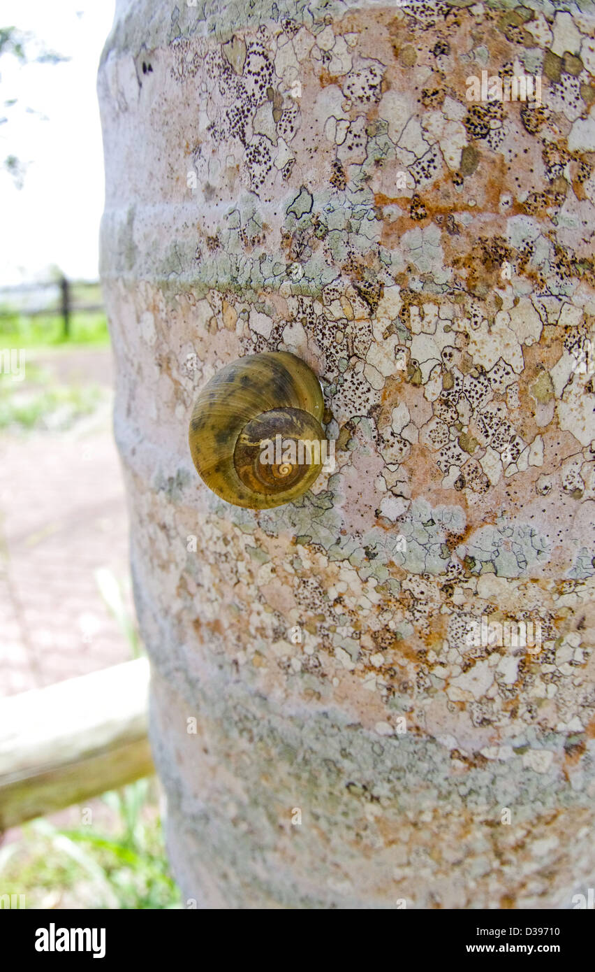 Endemic snail hi-res stock photography and images - Alamy