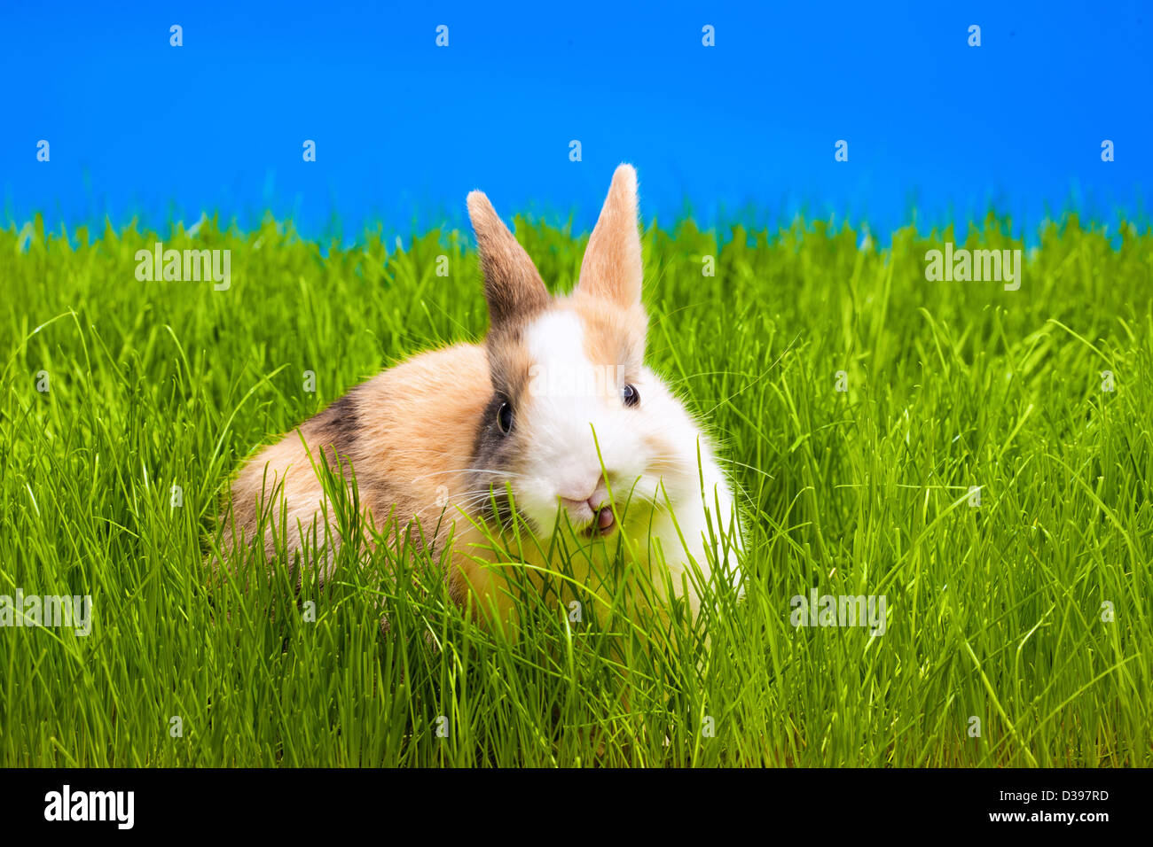Baby bunny hi-res stock photography and images - Alamy