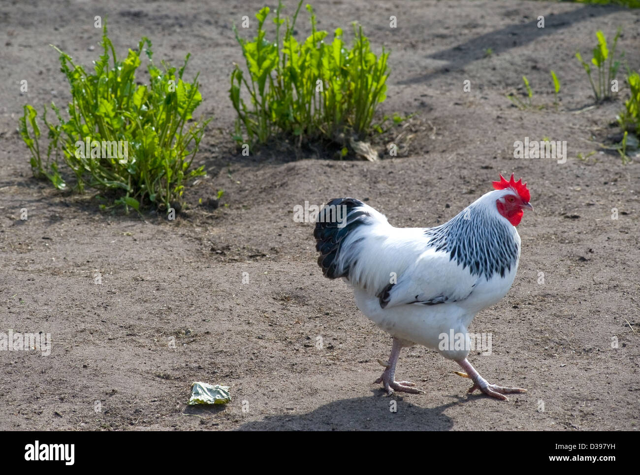 Zehdenick, Germany, a rooster in a Huehnergatter Stock Photo - Alamy