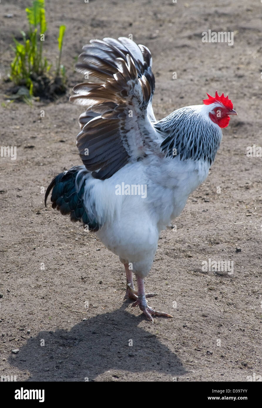 Zehdenick, Germany, a rooster in a Huehnergatter Stock Photo - Alamy
