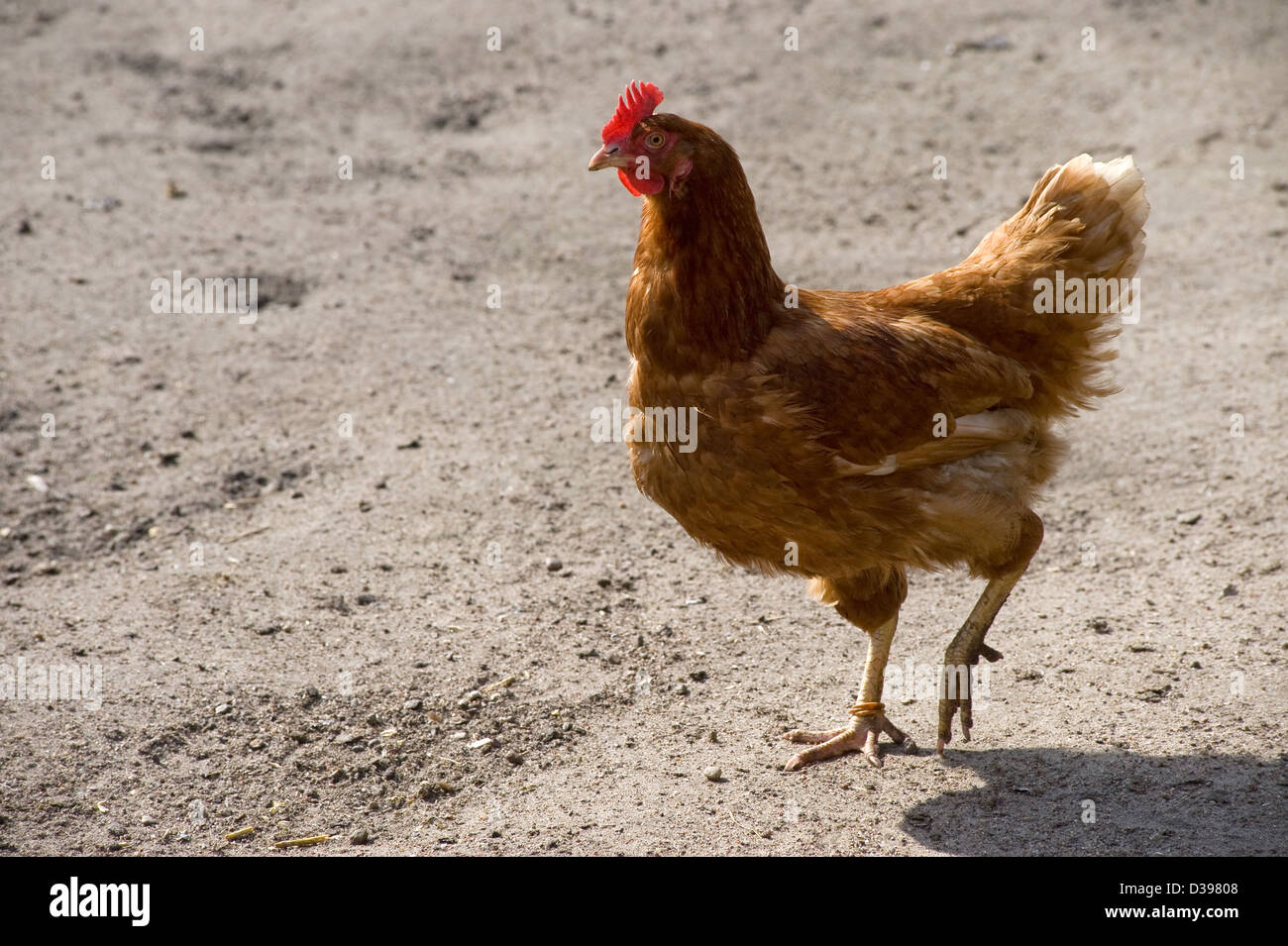 Zehdenick, Germany, a chicken in a Huehnergatter Stock Photo - Alamy