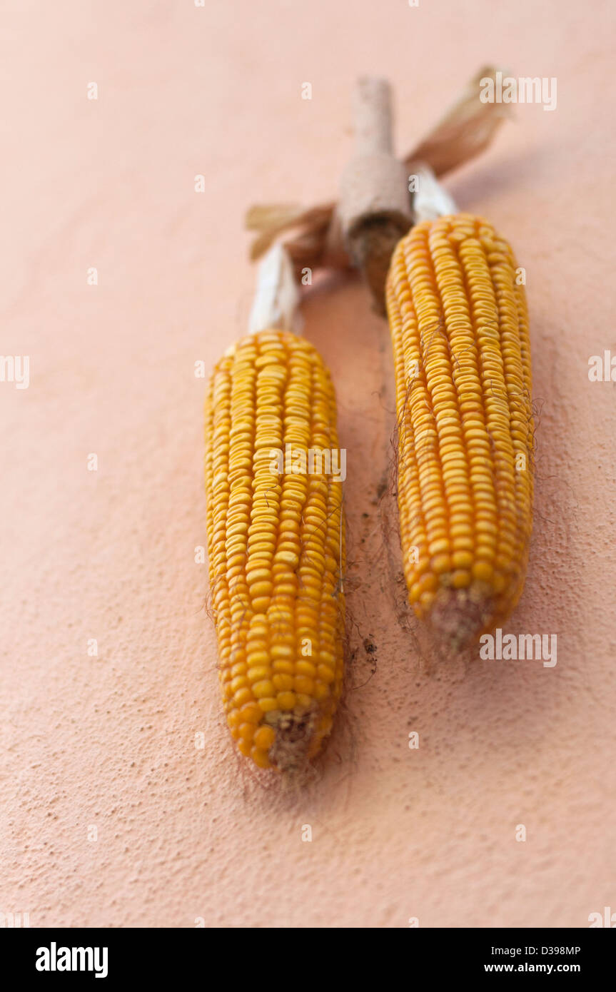 Drying corn maize hi-res stock photography and images - Alamy