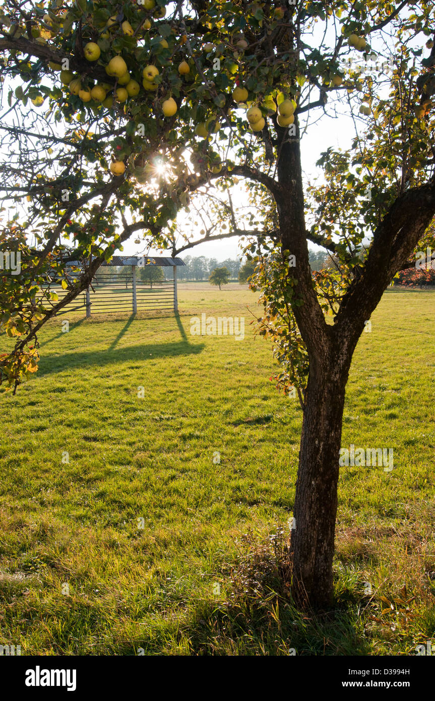 Pear tree in a fruit garden Stock Photo - Alamy