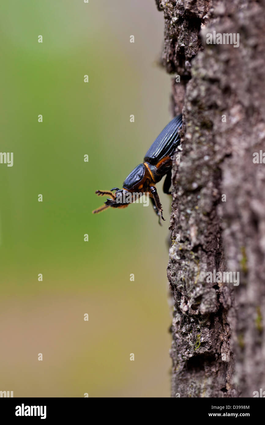 Jerusalem beetle hi-res stock photography and images - Alamy