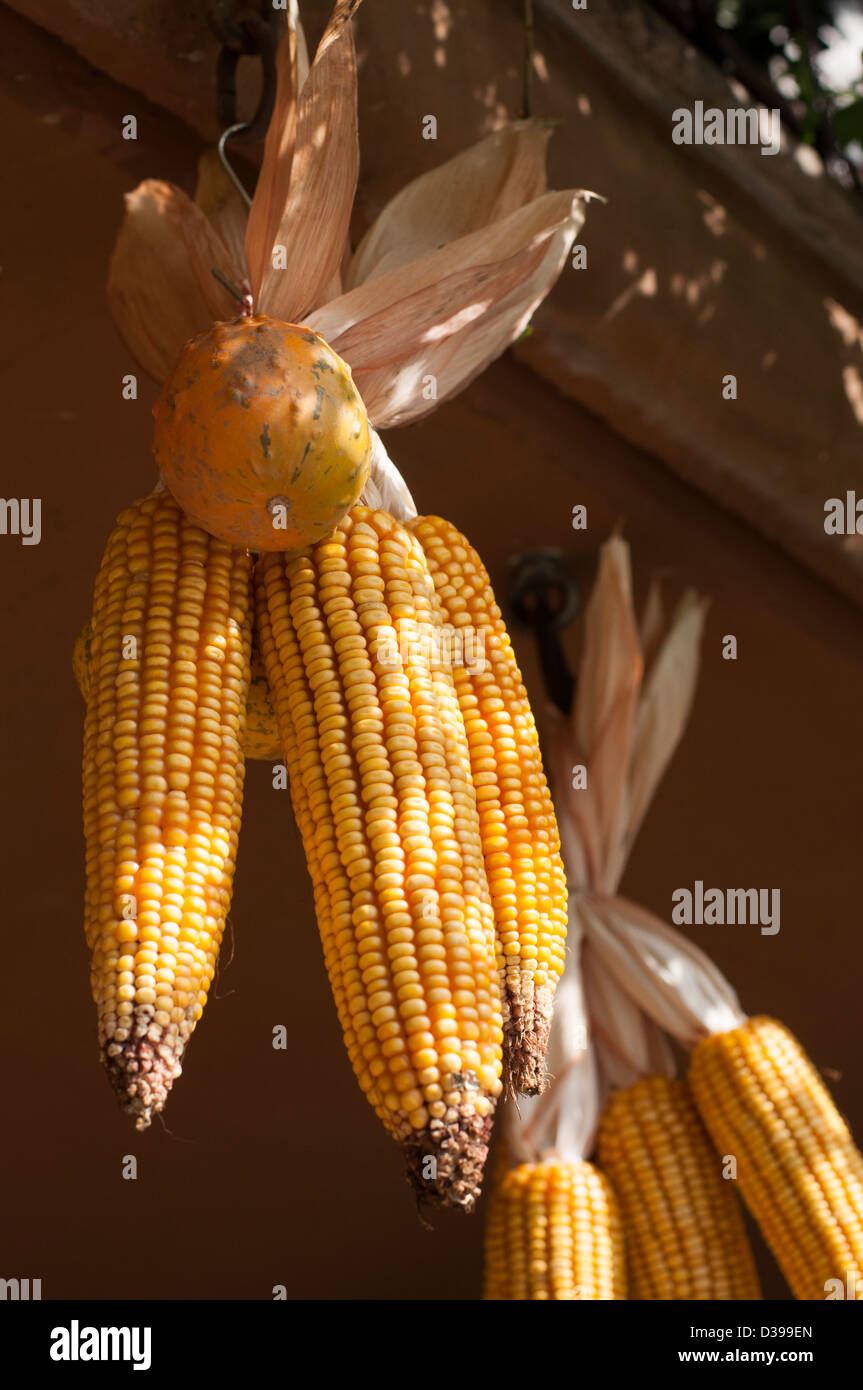 Maize drying hi-res stock photography and images - Alamy