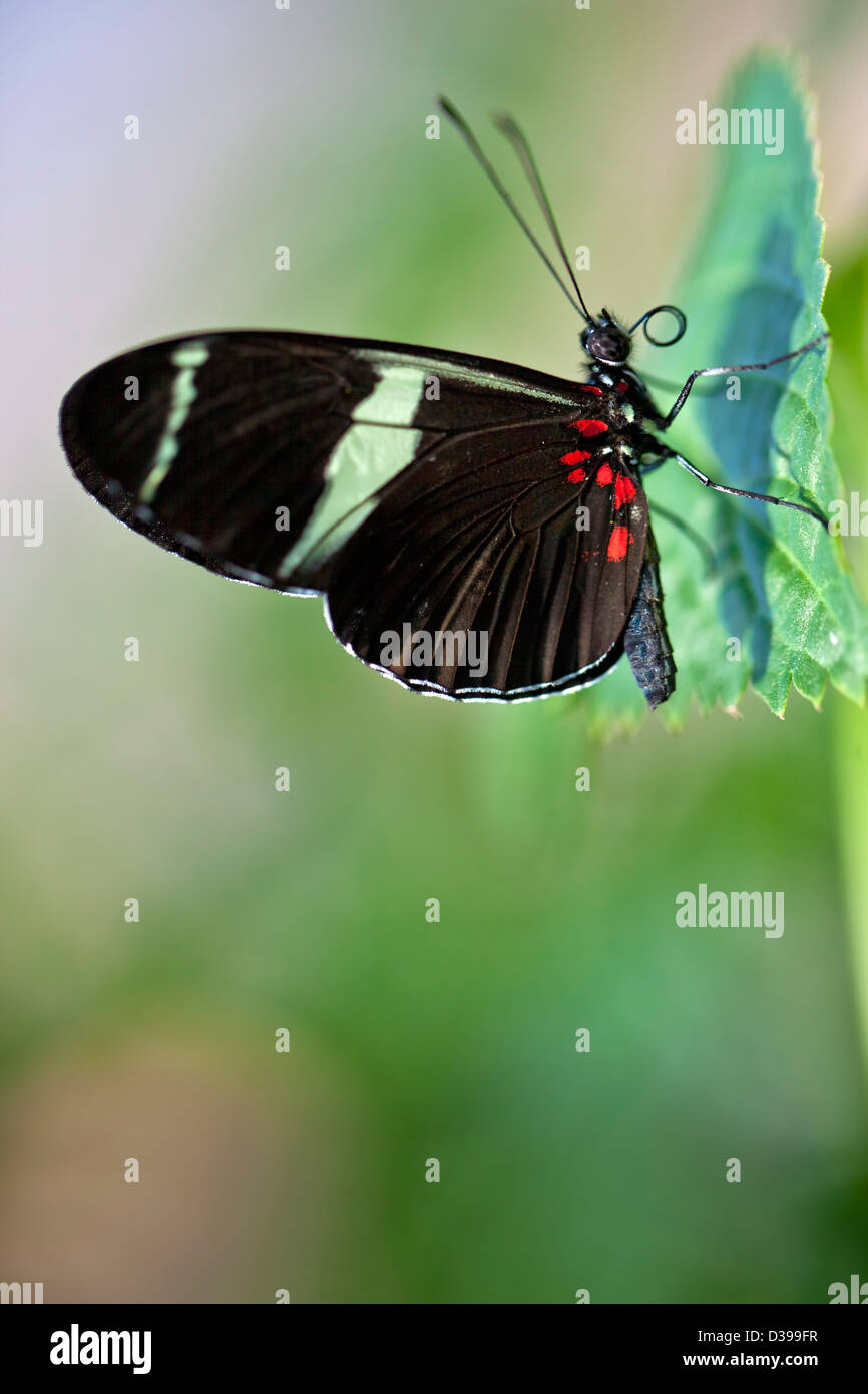 Sara longwing butterfly heliconius sara hi-res stock photography and images - Alamy