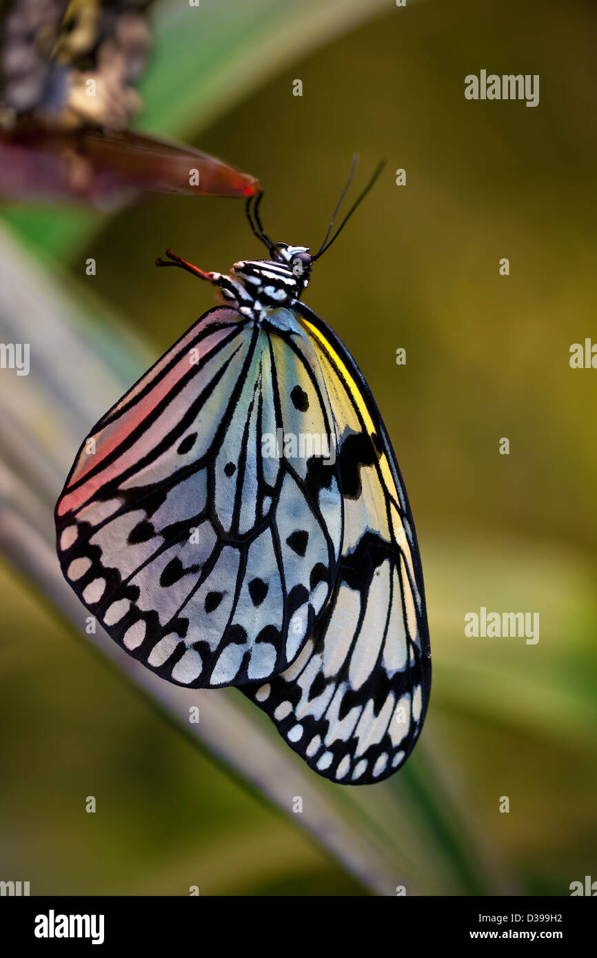 A macro shot of a Paper Kite Butterfly (Idea leuconoe Stock Photo - Alamy