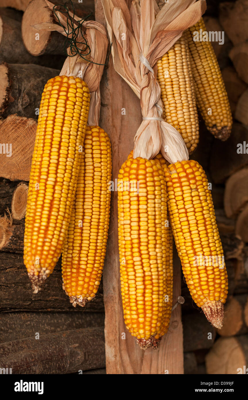 Drying maize hi-res stock photography and images - Alamy