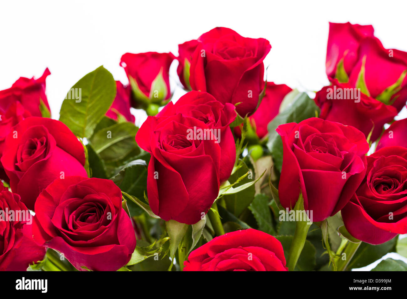Bouquet of red roses on white backround Stock Photo - Alamy