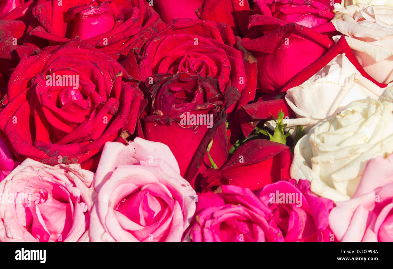 Background of Big Bunch Red, Pink, and White Roses in Closeup Shot ...