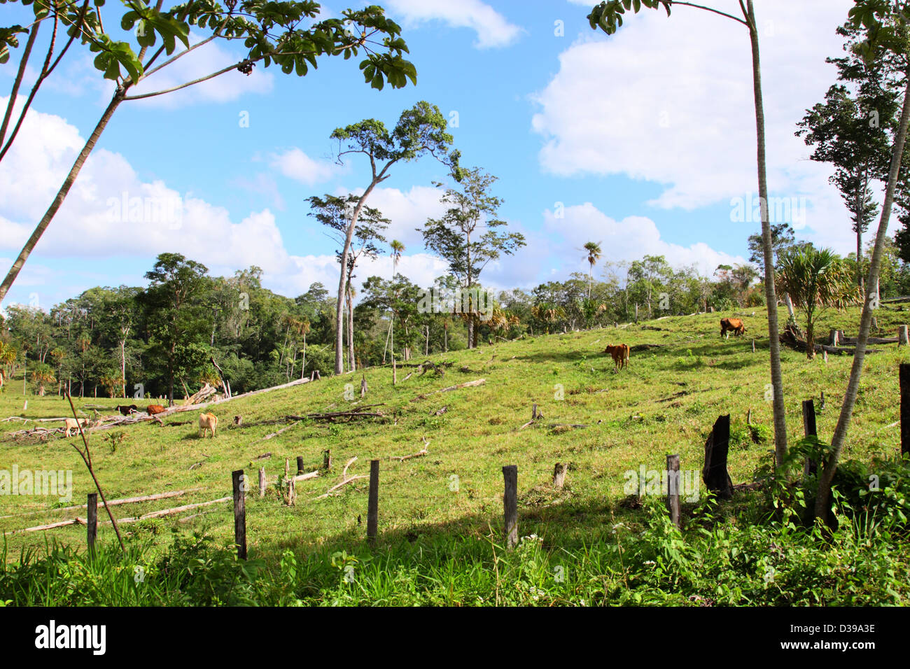 Rainforest agriculture hi-res stock photography and images - Alamy