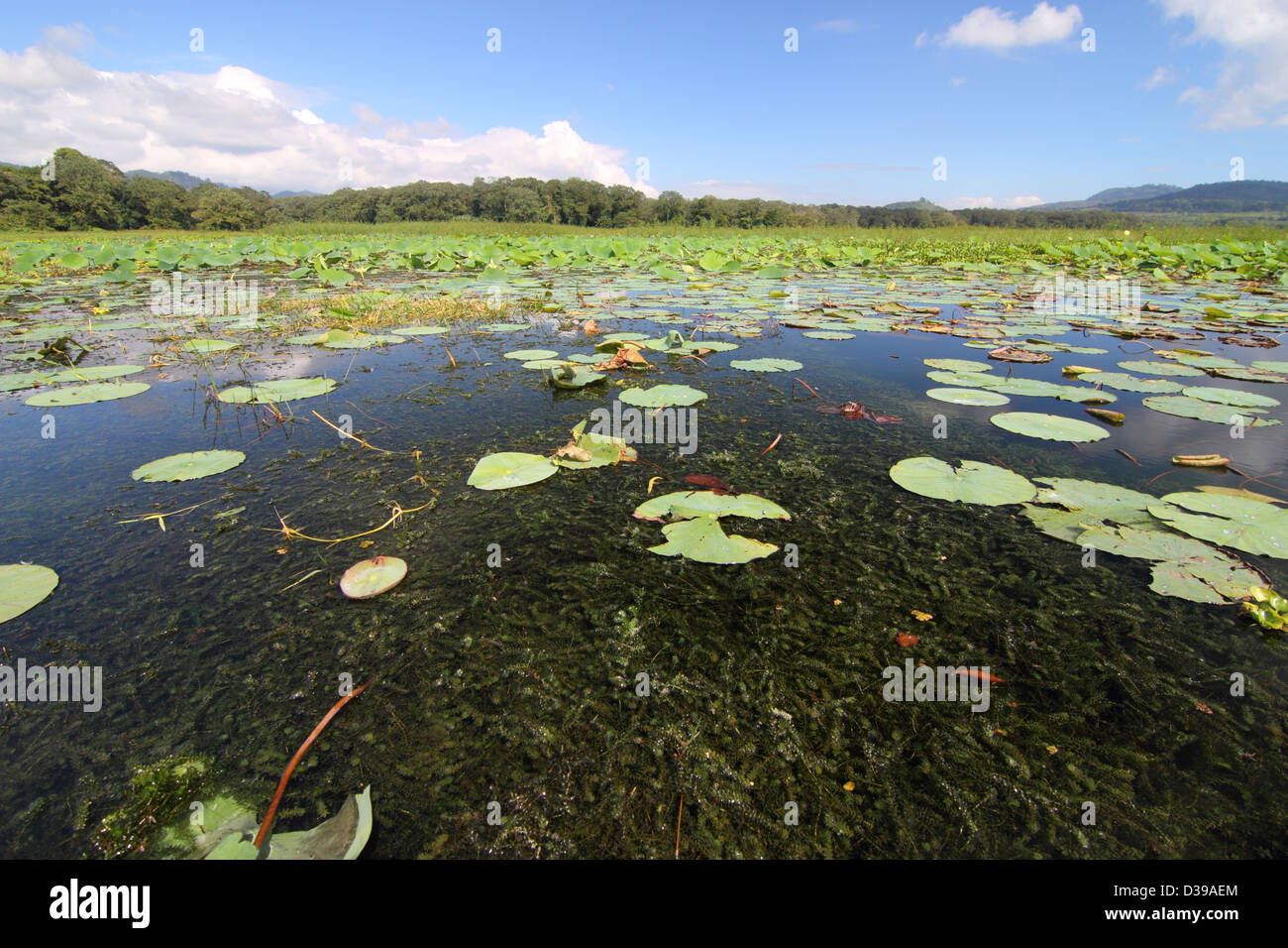a view of a beautiful healthy wetland Stock Photo - Alamy