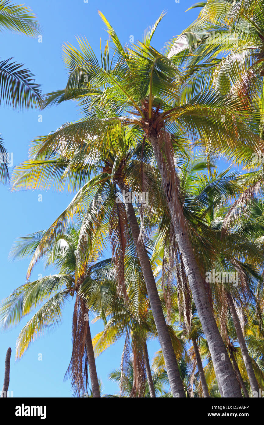 Caribbean palm trees against a blue tropical sky Stock Photo - Alamy