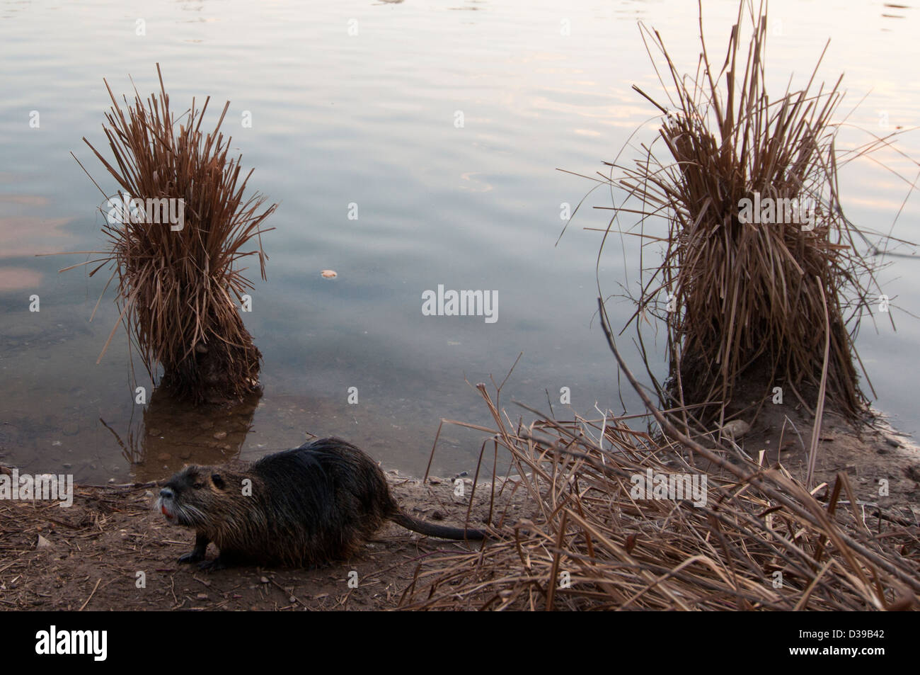 nutria by the river Stock Photo - Alamy