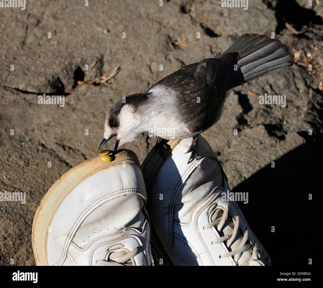Whiskey jack birds hi-res stock photography and images - Alamy
