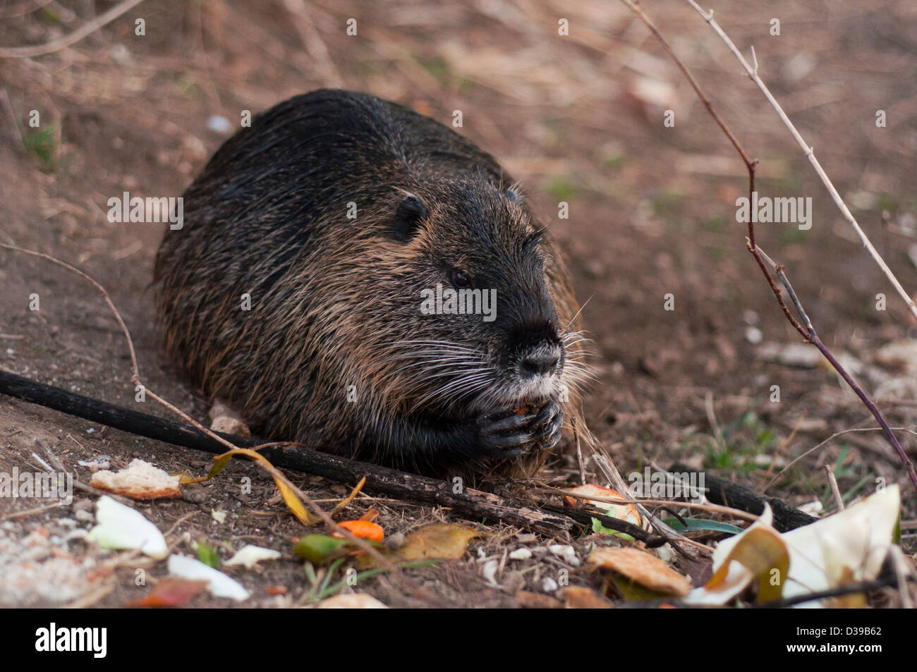 Nutria river rodent hi-res stock photography and images - Alamy