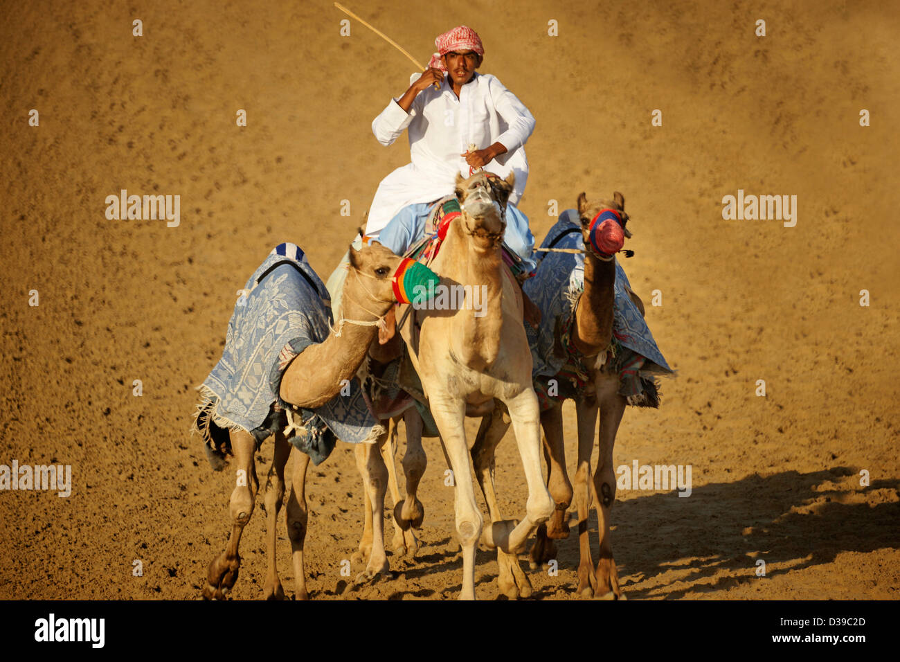 UAE Emirate of Dubai Camel race at Marmoun Stock Photo - Alamy