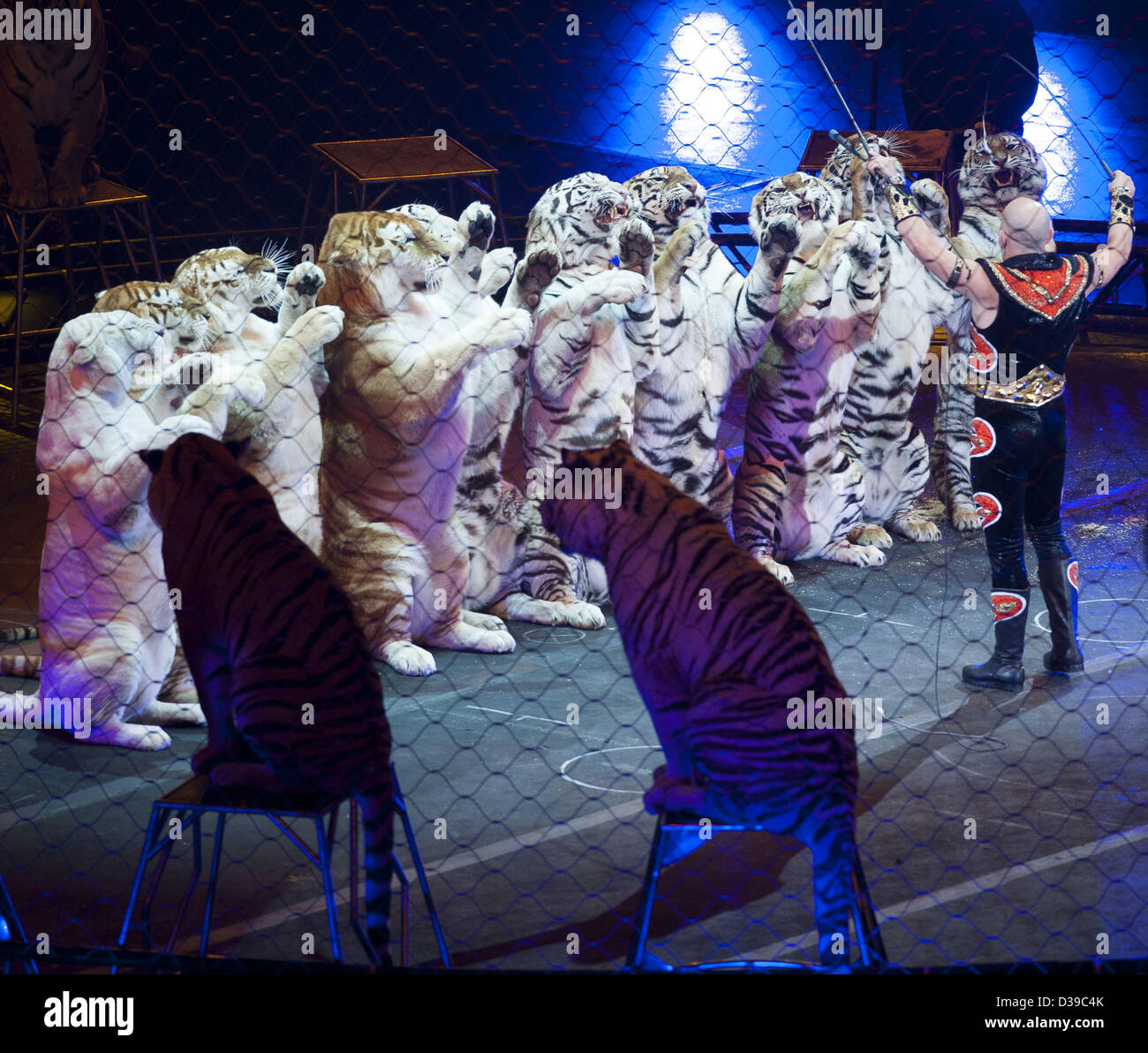 Philadelphia, Pennsylvania, USA. 13th February 2013. Tiger tamer ...