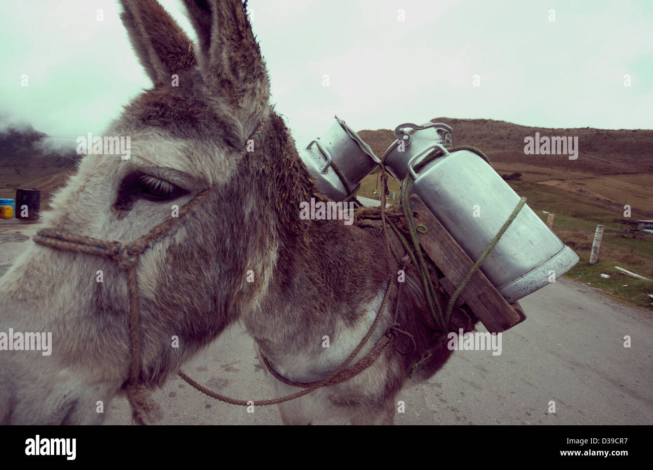 Donkey carrying heavy load hi-res stock photography and images - Alamy
