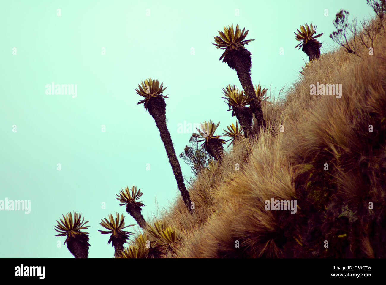 Espeletia, frailejón, fraylejón Stock Photo - Alamy